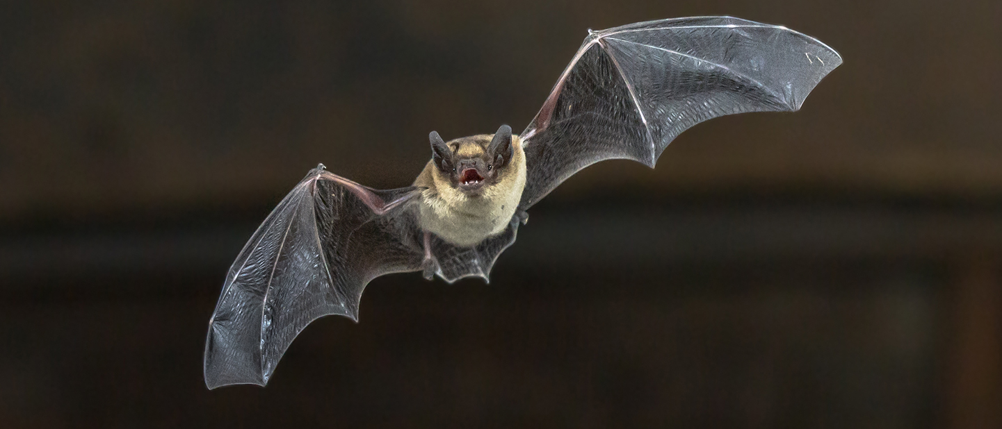 Bat mode skyddar fladdermöss från vindkraft