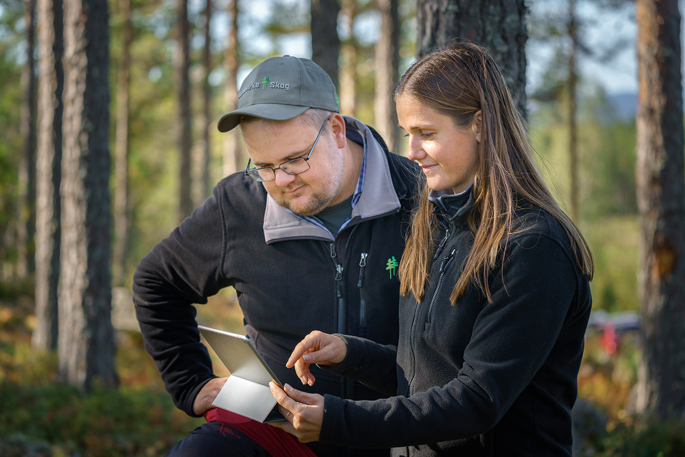 På spaning efter träd till elstolpar